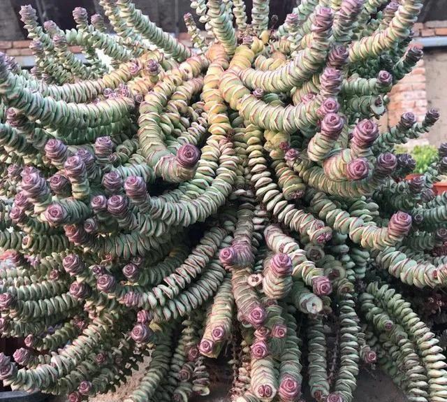 Autumn succulent control only "out of state"?Don't be fooled, change ...