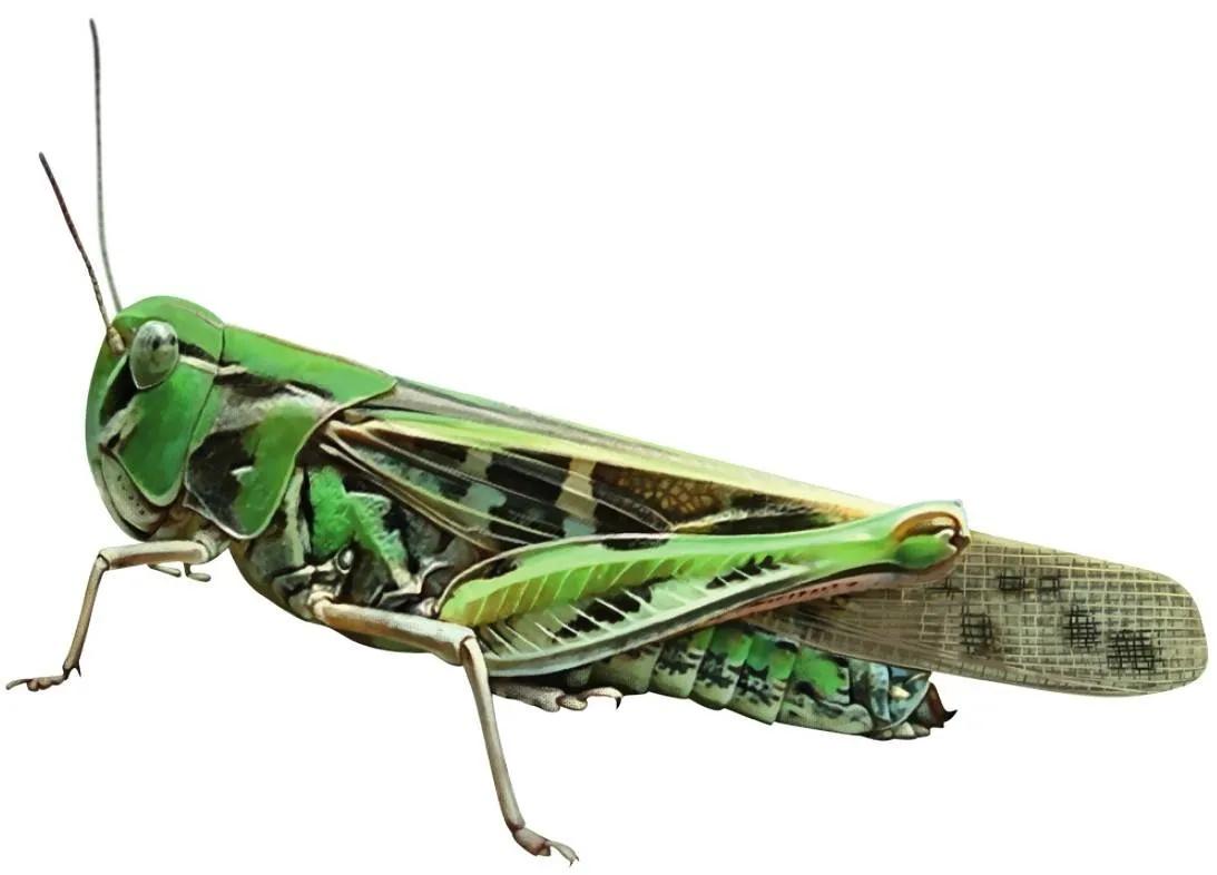 Likes to eat crops, as long as it is a green plant, it is difficult to ...