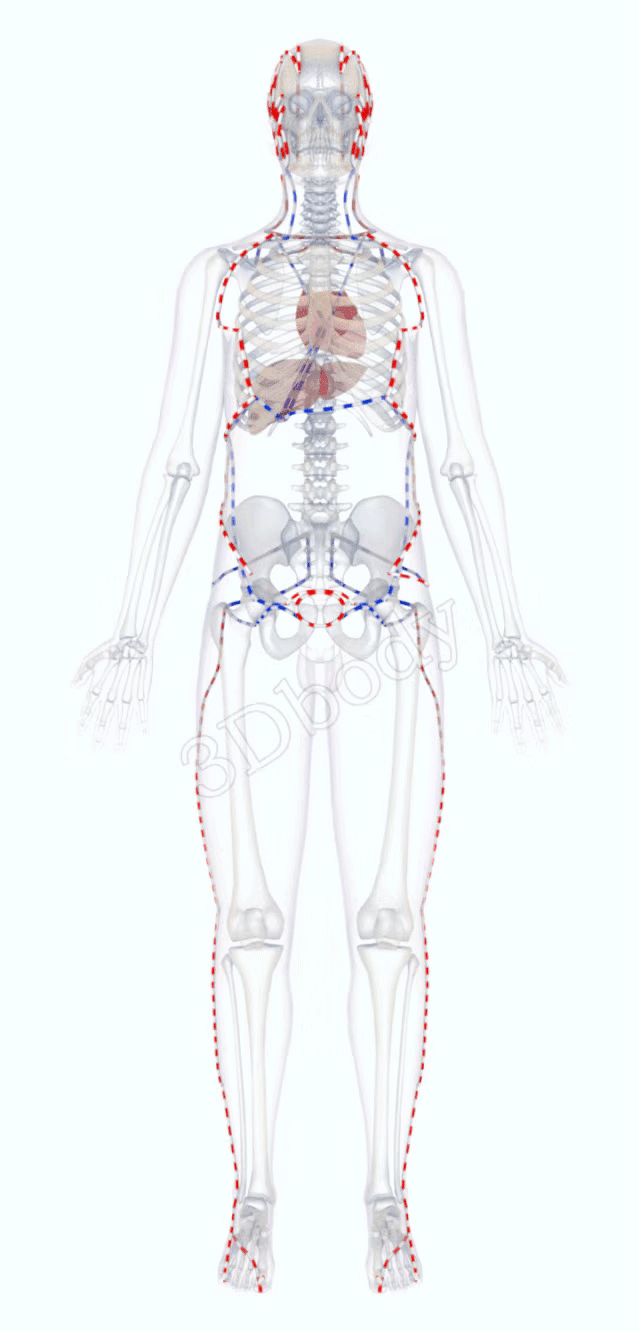 Shaoyang Gallbladder Meridian of the Foot of the Twelve Serious ...