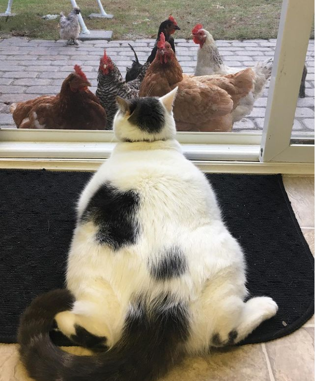 Shock!Cats can still flirt with chickens like this?Make the chicken ...