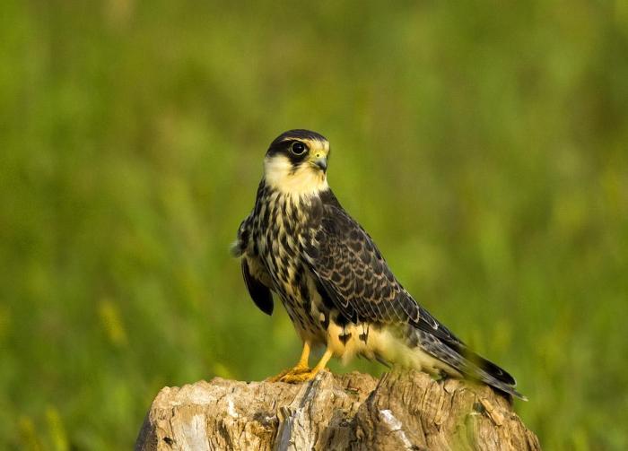 Animal world: what are the types of raptors and what are their ...