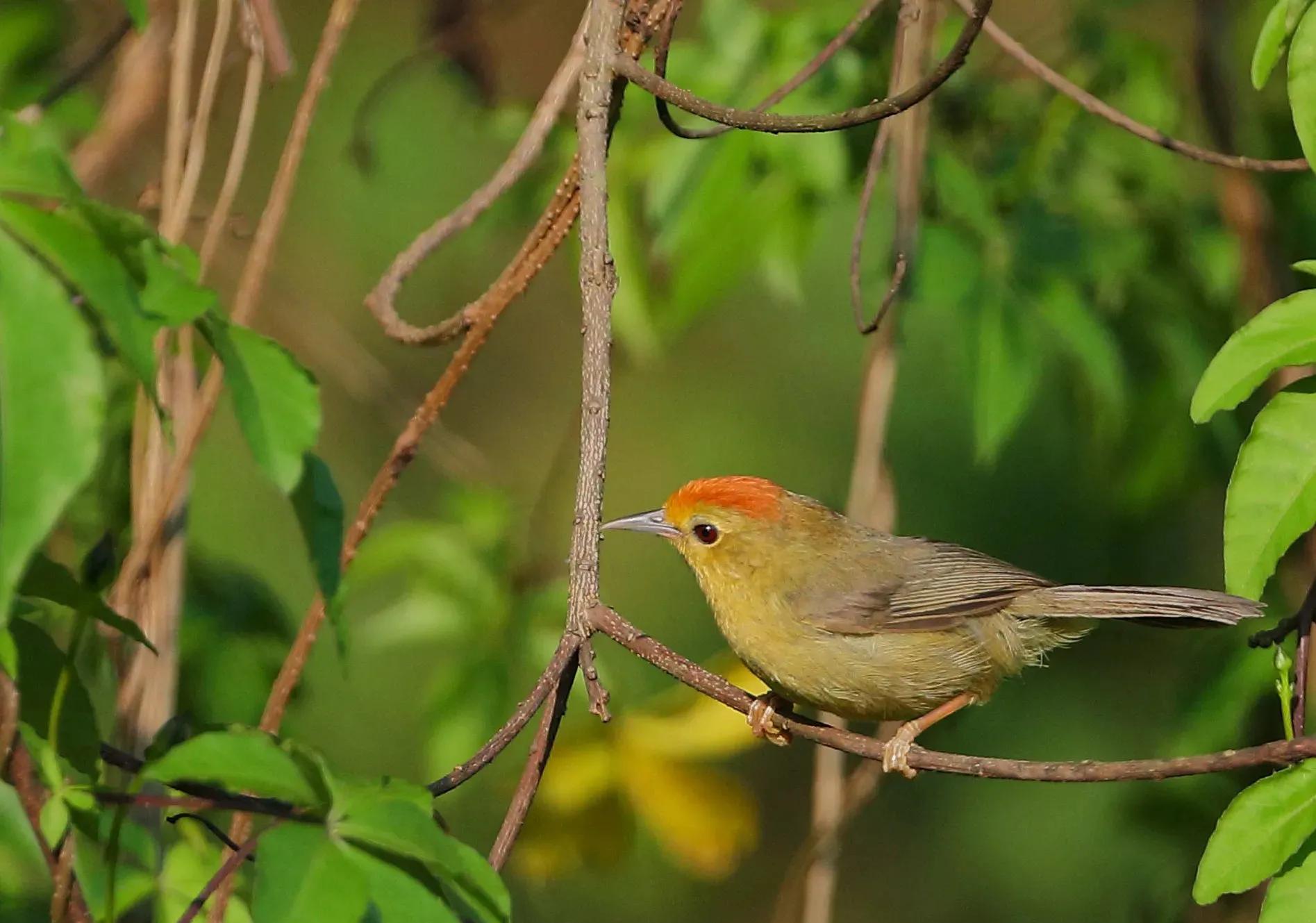 Natural Beauty: Red-headed Babbler - iMedia