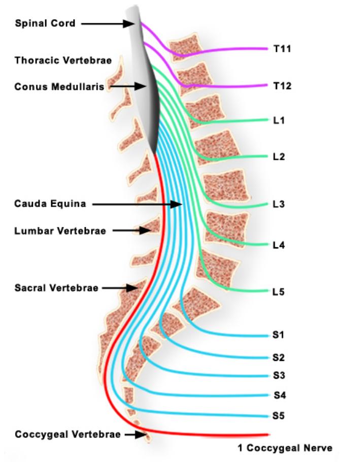 cauda equina syndrome - iNEWS