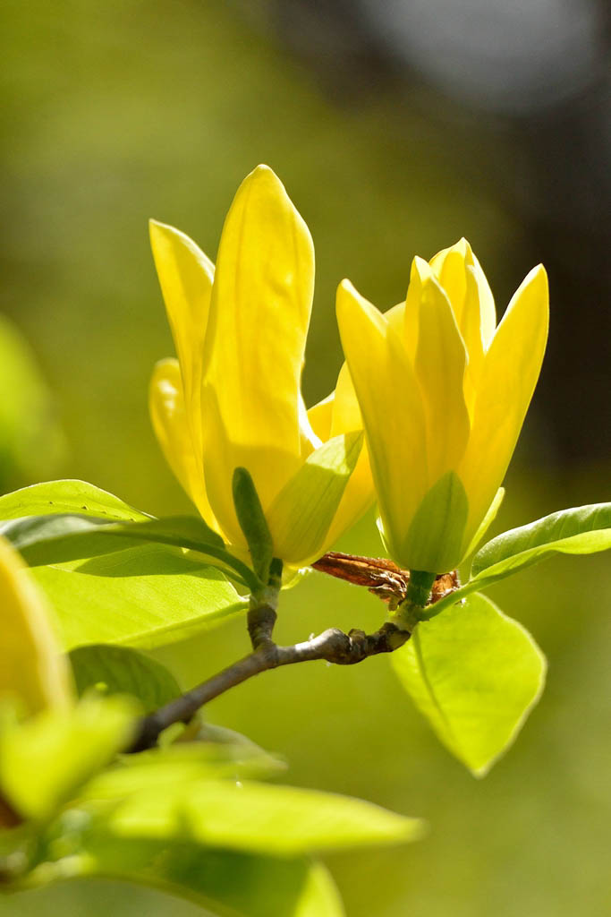 Spring is warm and flowers are blooming, go to the botanical garden to ...