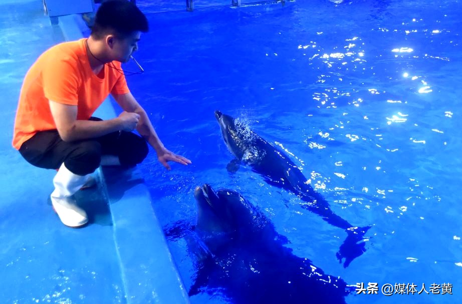 Guiyang: The first bottlenose dolphin cub meets tourists - iNEWS