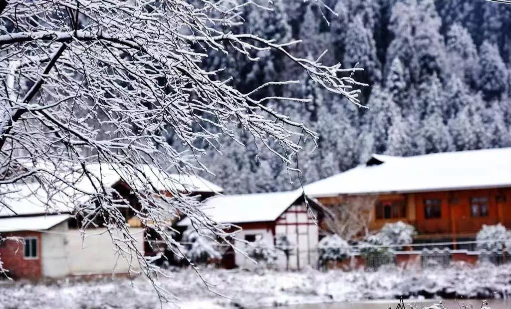 Must go every winter!This 1.5h direct treasure town in Chengdu is so ...