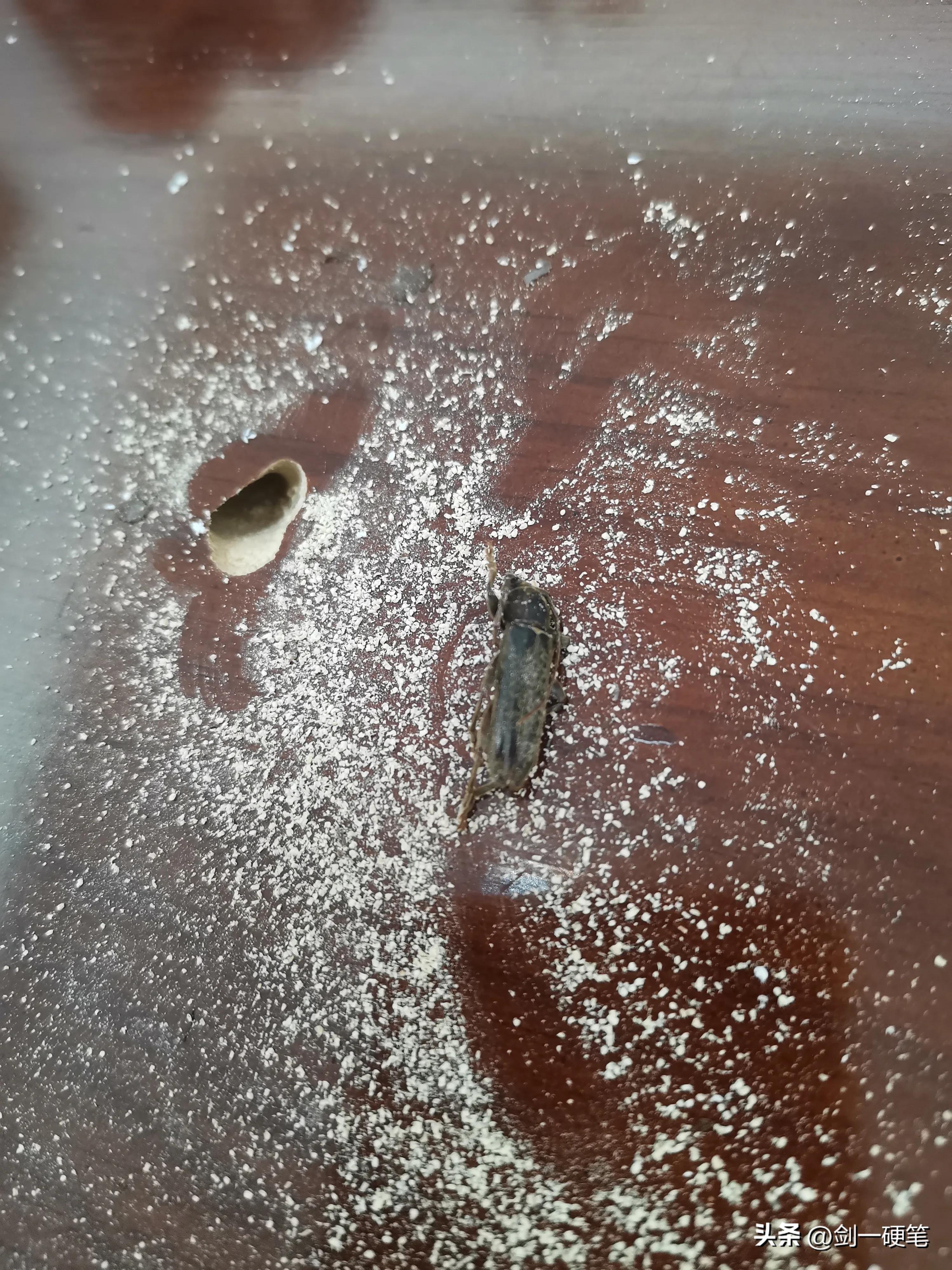What are the worms in the wood like? - iNEWS