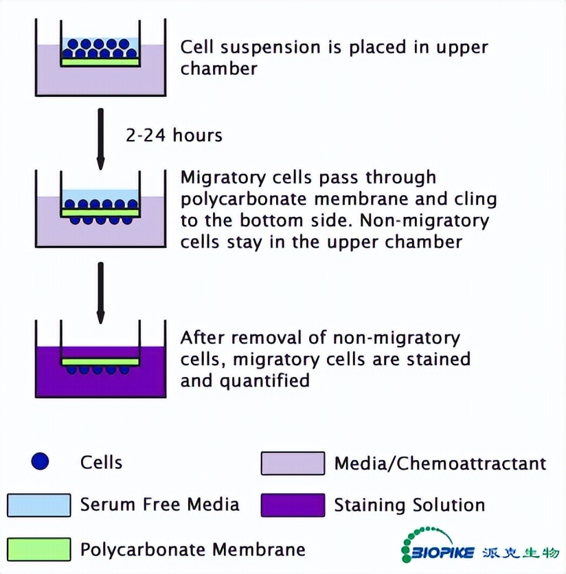 Cell Biolabs - iNEWS
