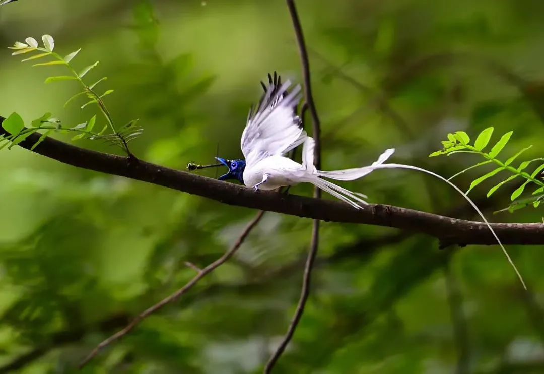 Blessed land has its own "Phoenix" - iMedia