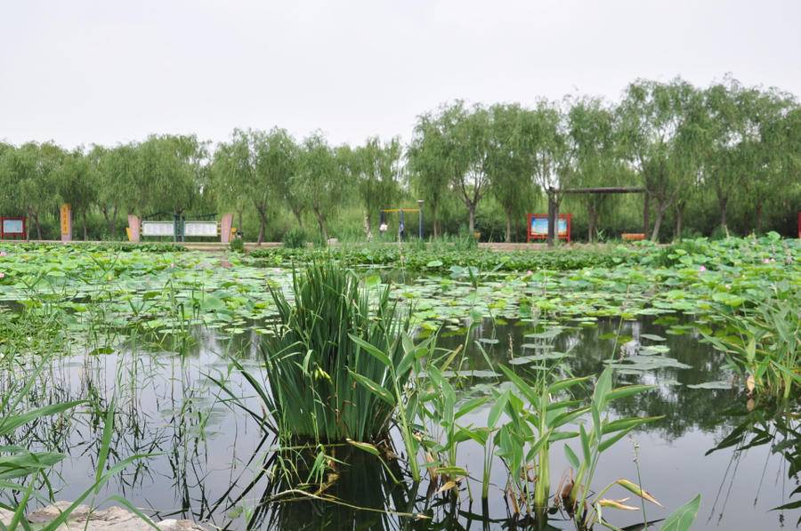 During the little summer, I took a group of green photos in the Tuhai ...