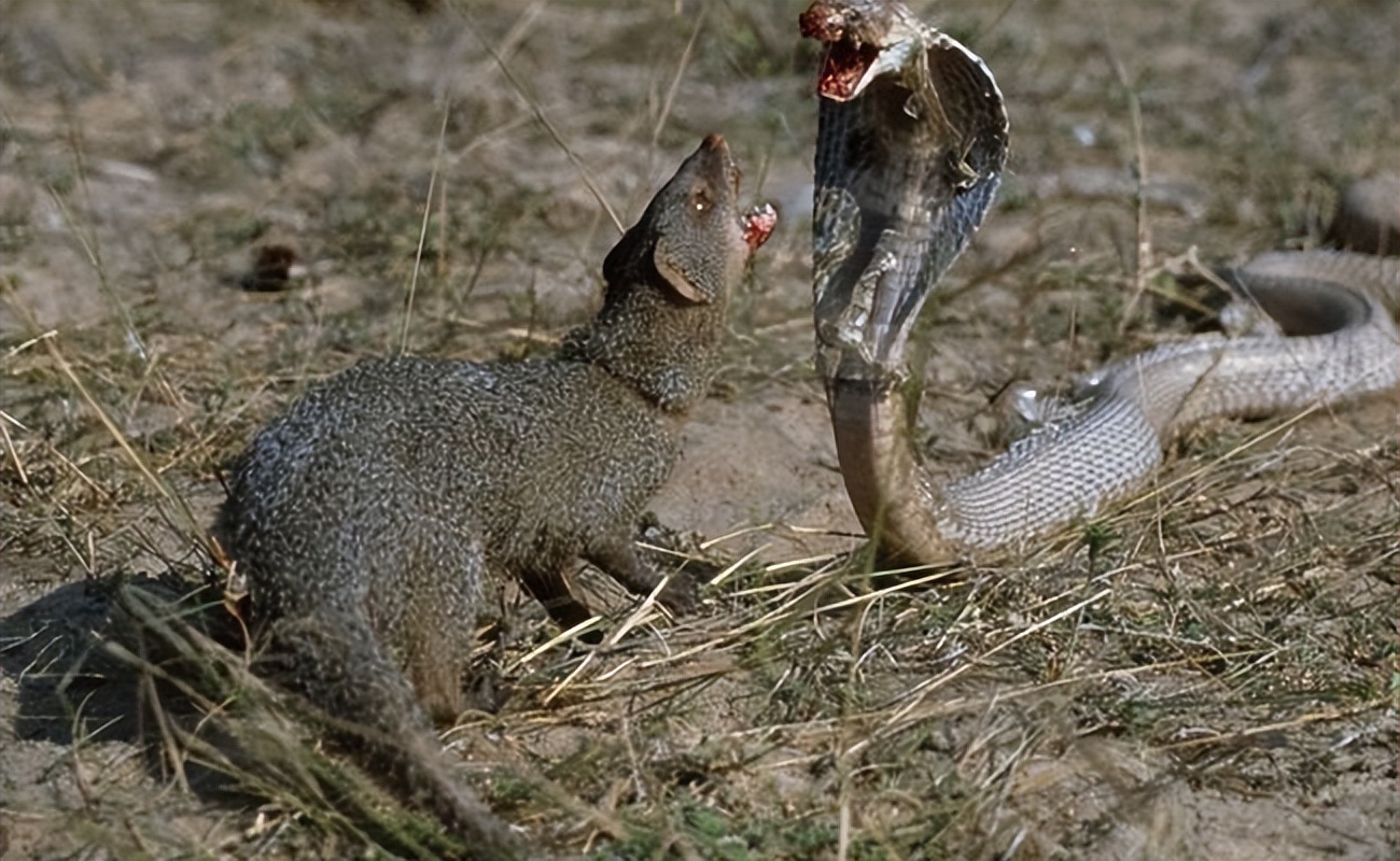 Meerkat vs king cobra, when the old snake nemesis meets the king of ...