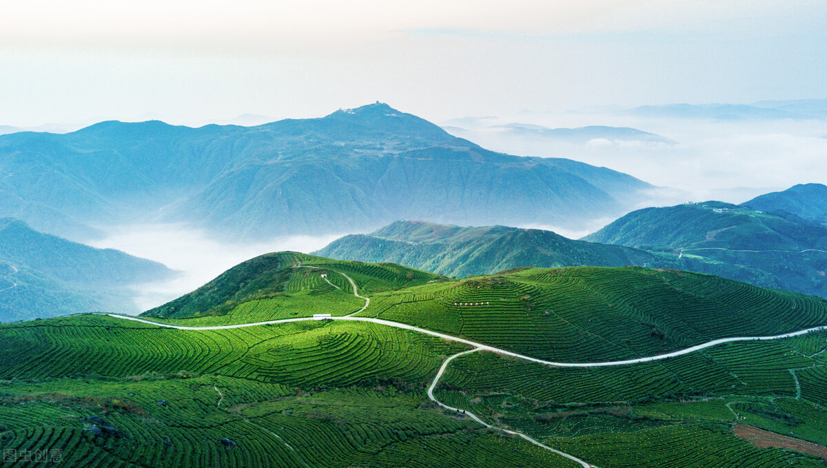 Is Anji white tea old white tea after a long time? - iNEWS