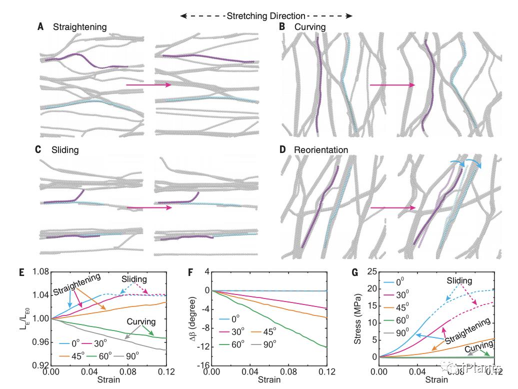 "Science"The molecular mechanism of plant cell wall is both strong and ...