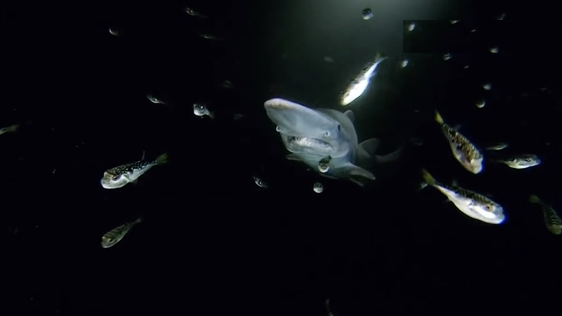 Deep-sea monster shark goblin shark, a shark that spits out "false ...