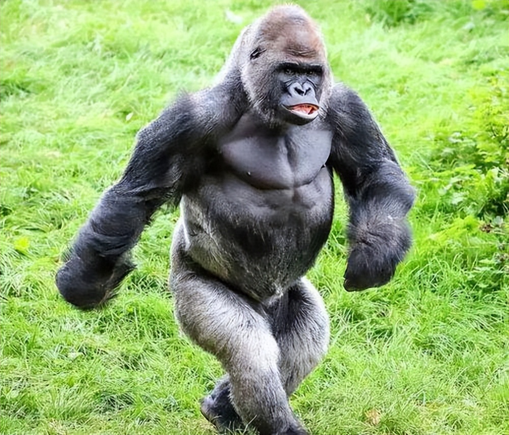 Why are gorillas who are vegetarians but not exercising so much muscle?Why "close relatives ...