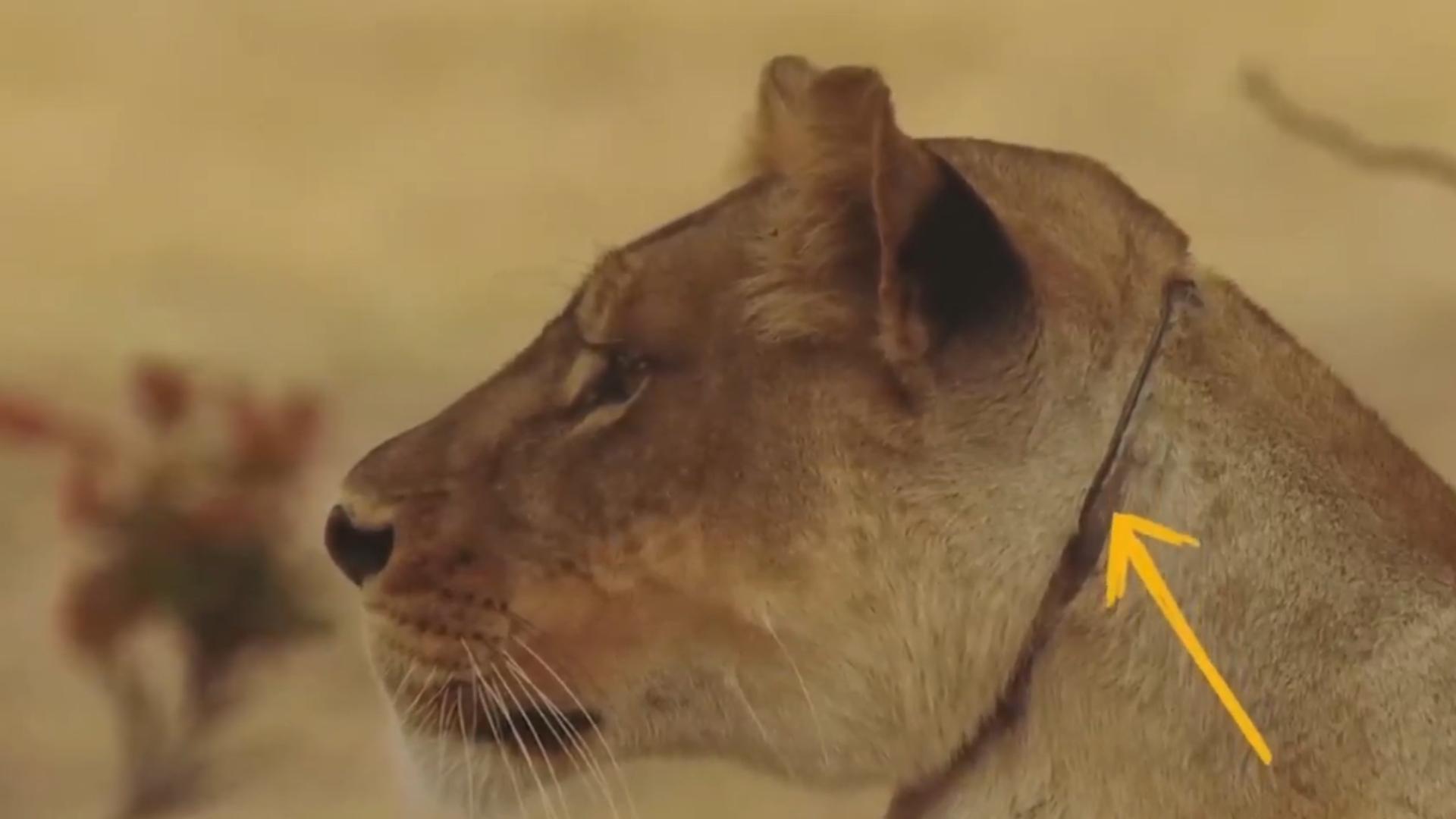 The lion was trapped in the trap for 3 years and nearly died - iMedia