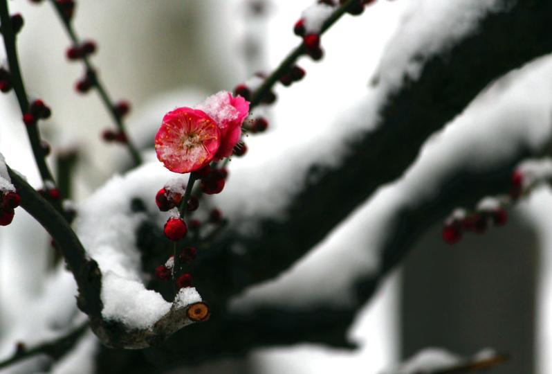 Why are plum, orchid, bamboo and chrysanthemum called "Four Gentlemen ...
