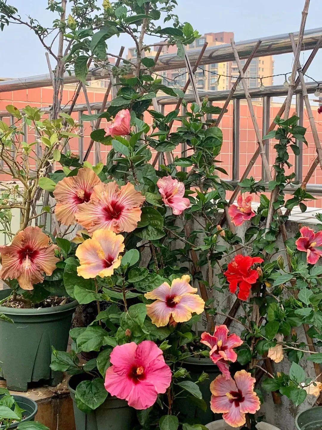 Flower friends say that hibiscus flowers are so beautiful, learn these ...