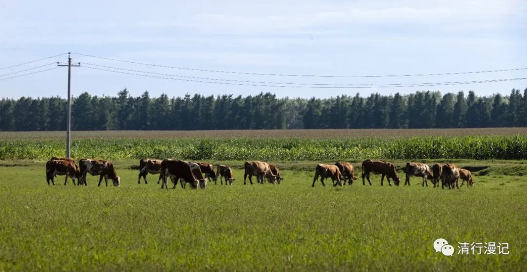 Wudalianchi City - Yamaguchi Lake - iNEWS
