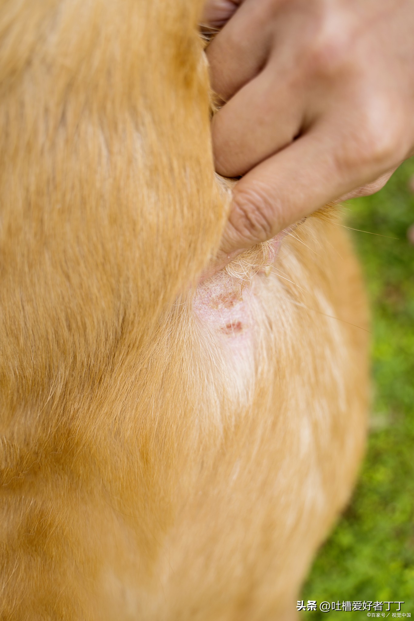 Pet skin itching, what else do you know? - iNEWS
