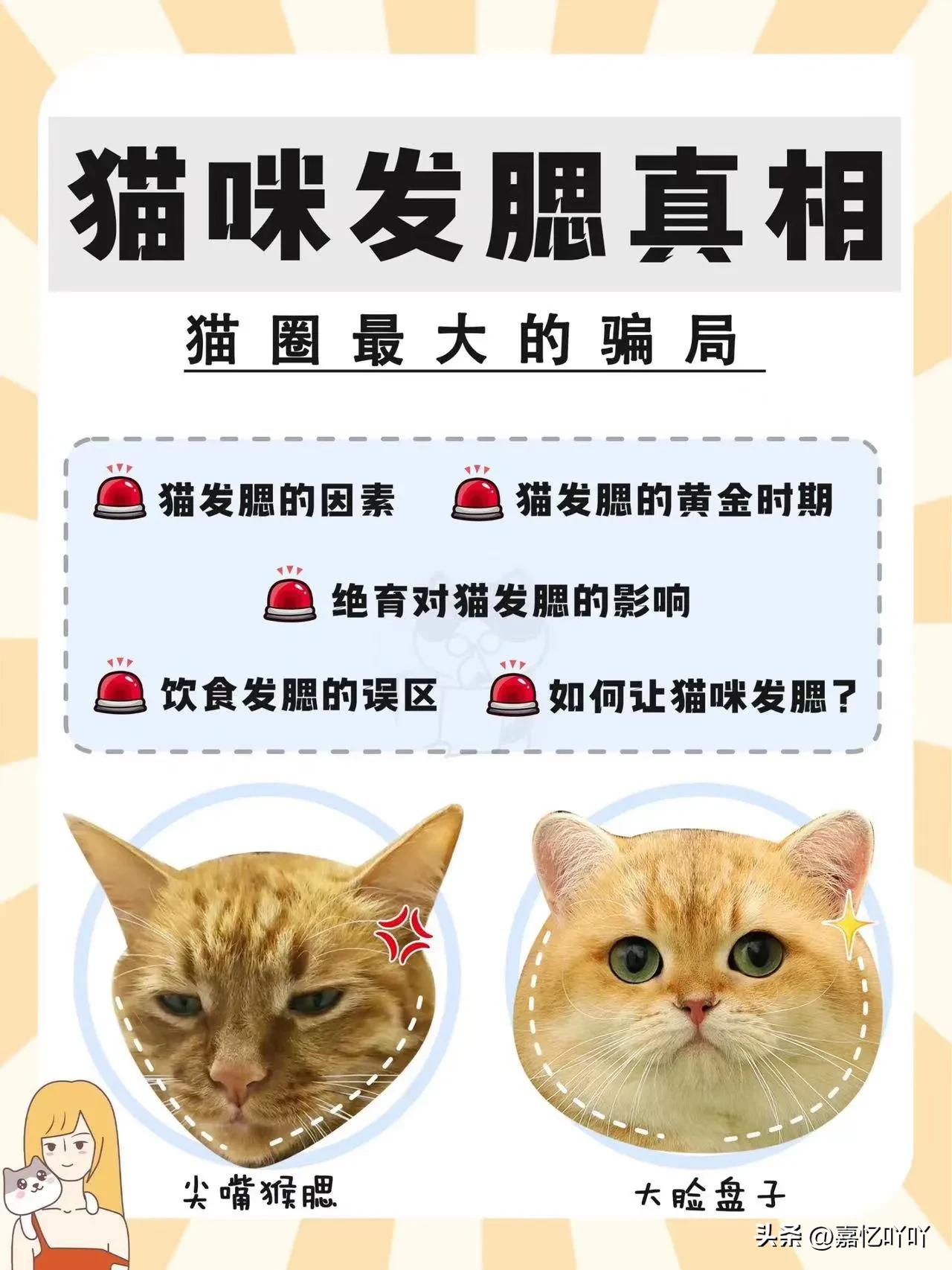 The Secret of Cat Cheeks - iNEWS