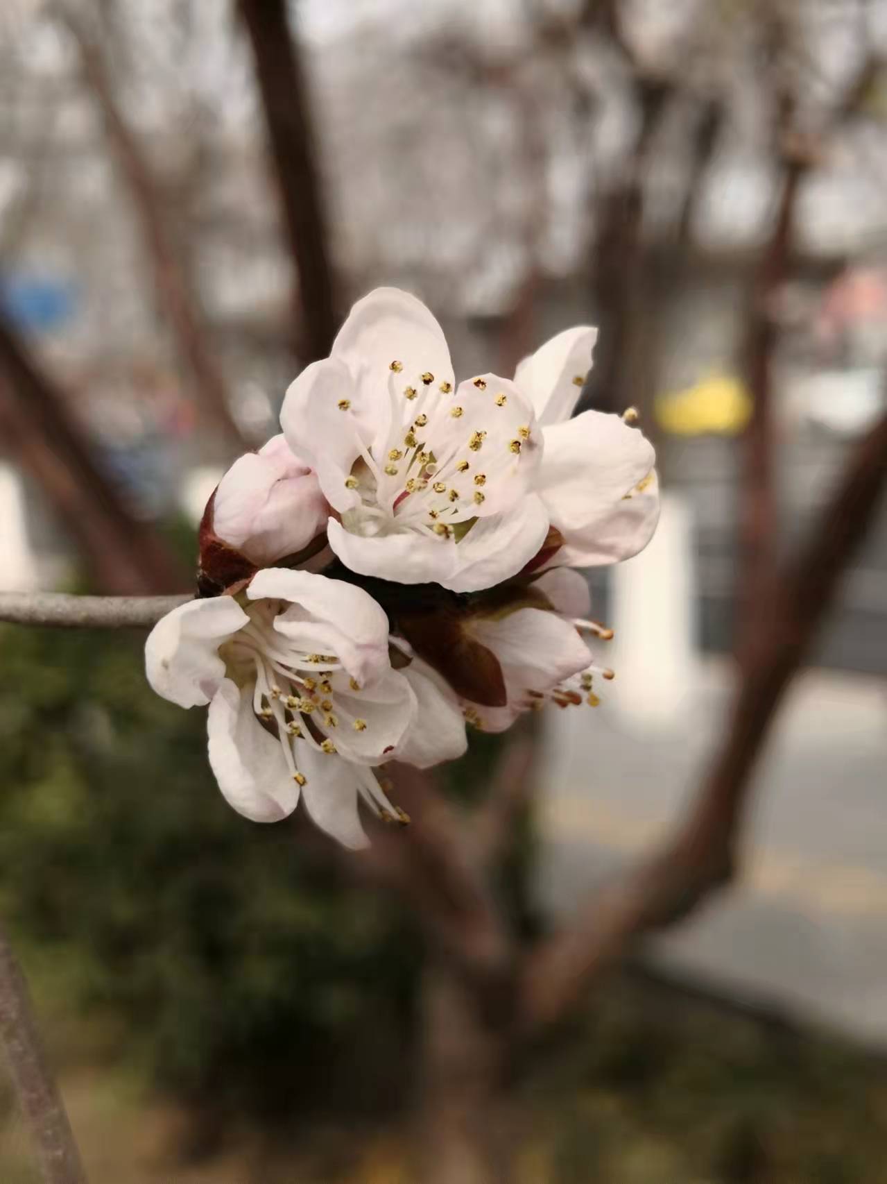 Ten Miles of Peach Blossoms (Poems) Beijing Zhang Xingui - iNEWS