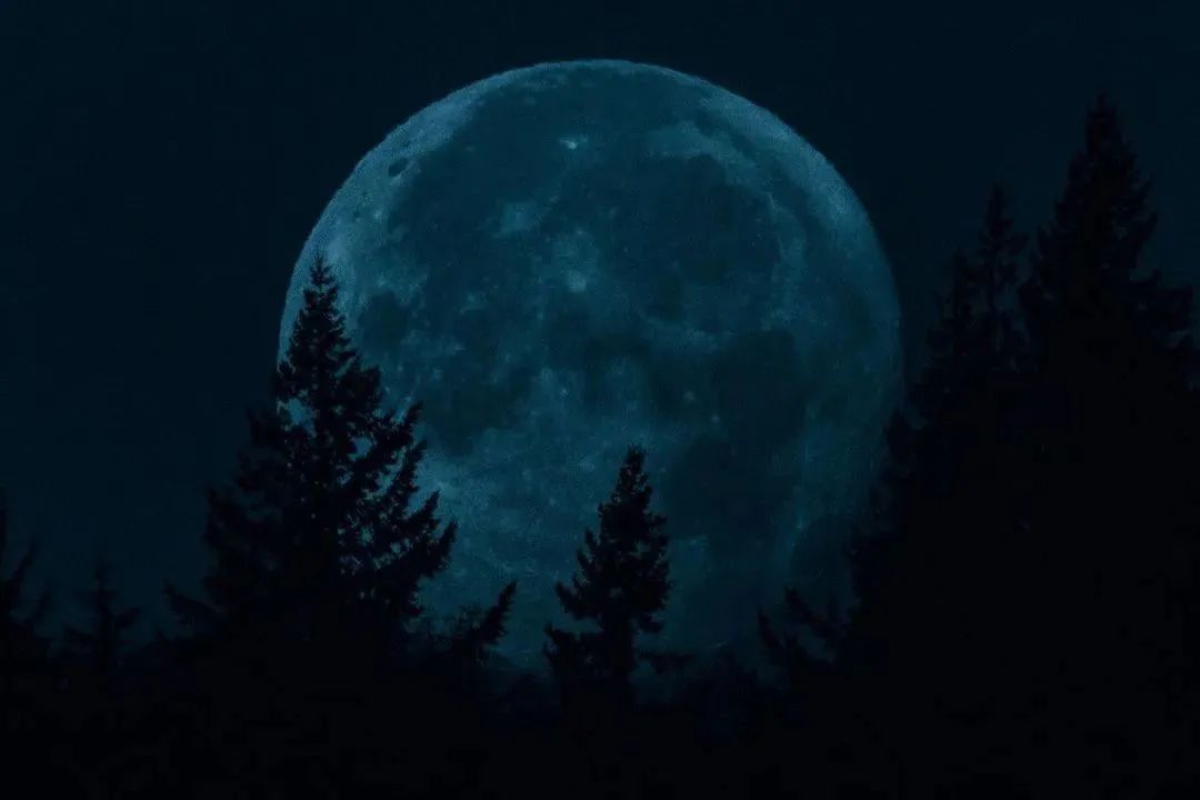 Stunning photography of dark, mysterious forests - iNEWS