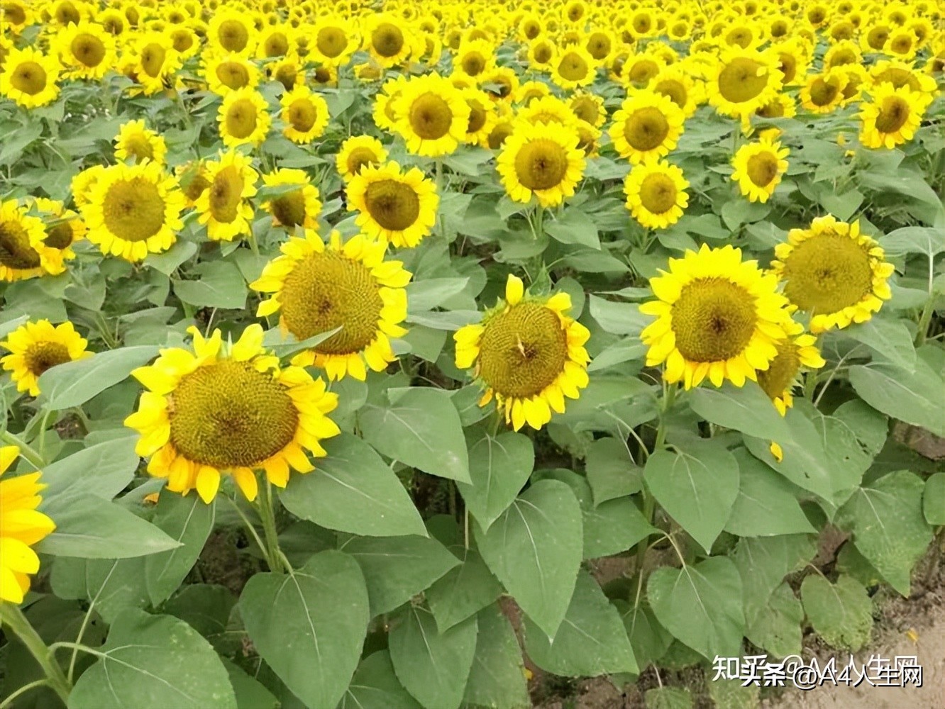 My Mood, My Poems - Chanting Paintings - iNEWS