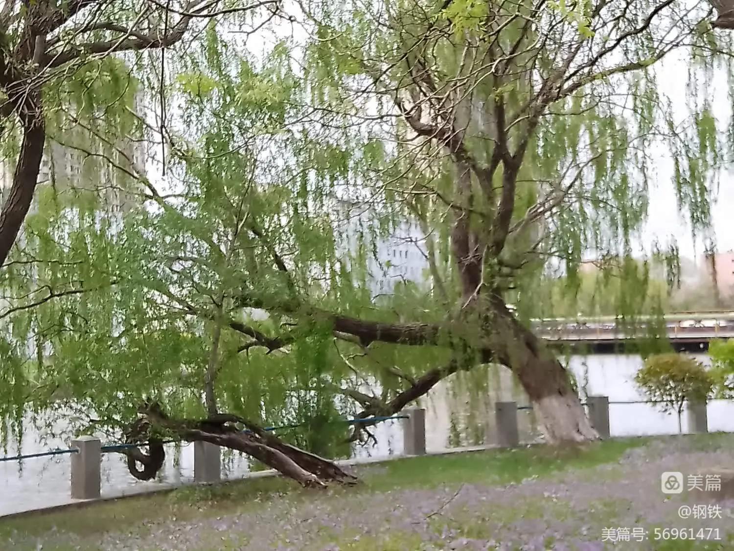 "How powerful is the vitality, feel the shock that these trees bring to ...