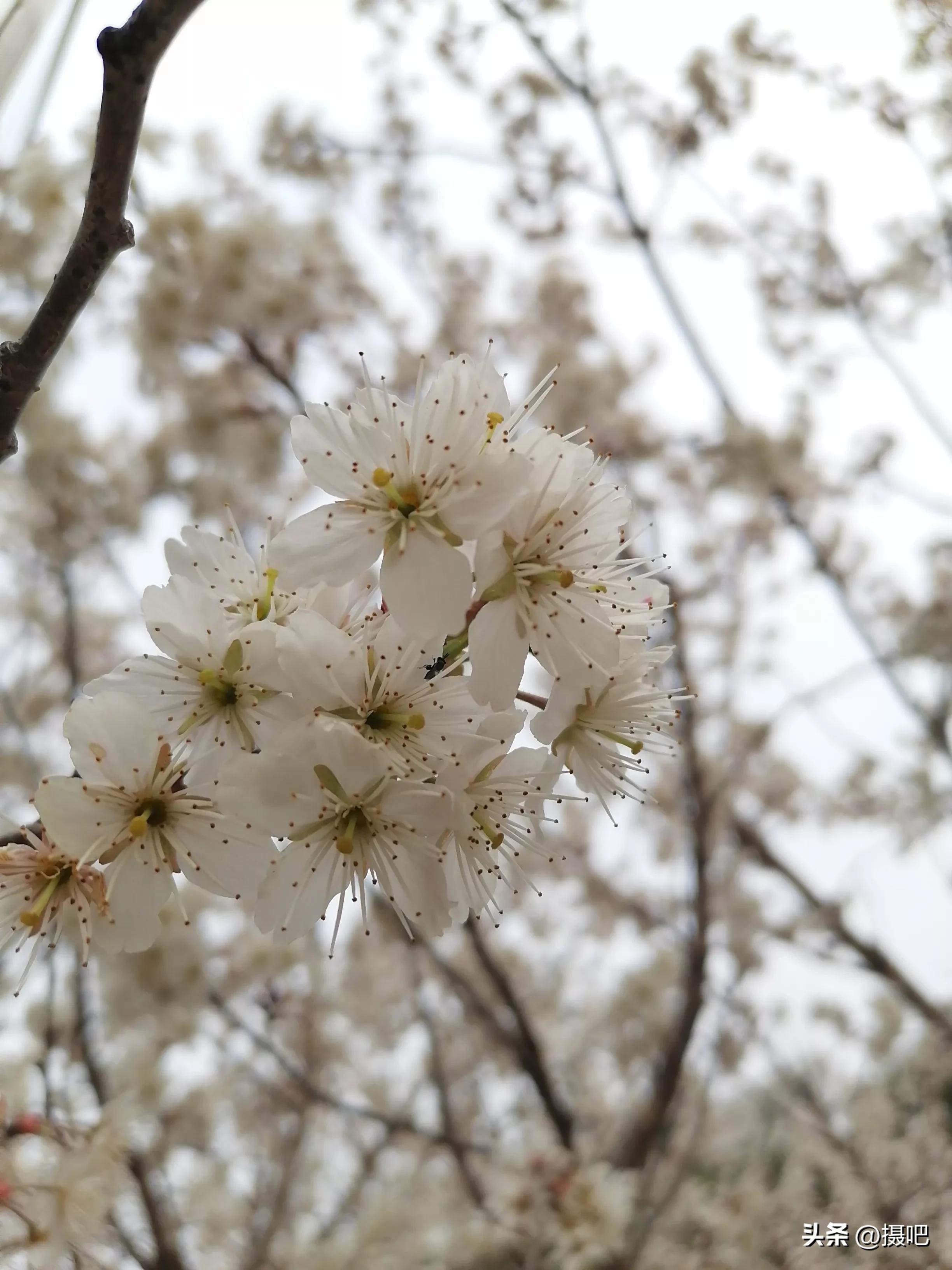 The spring is infinitely good, and the fragrance of white plums is ...