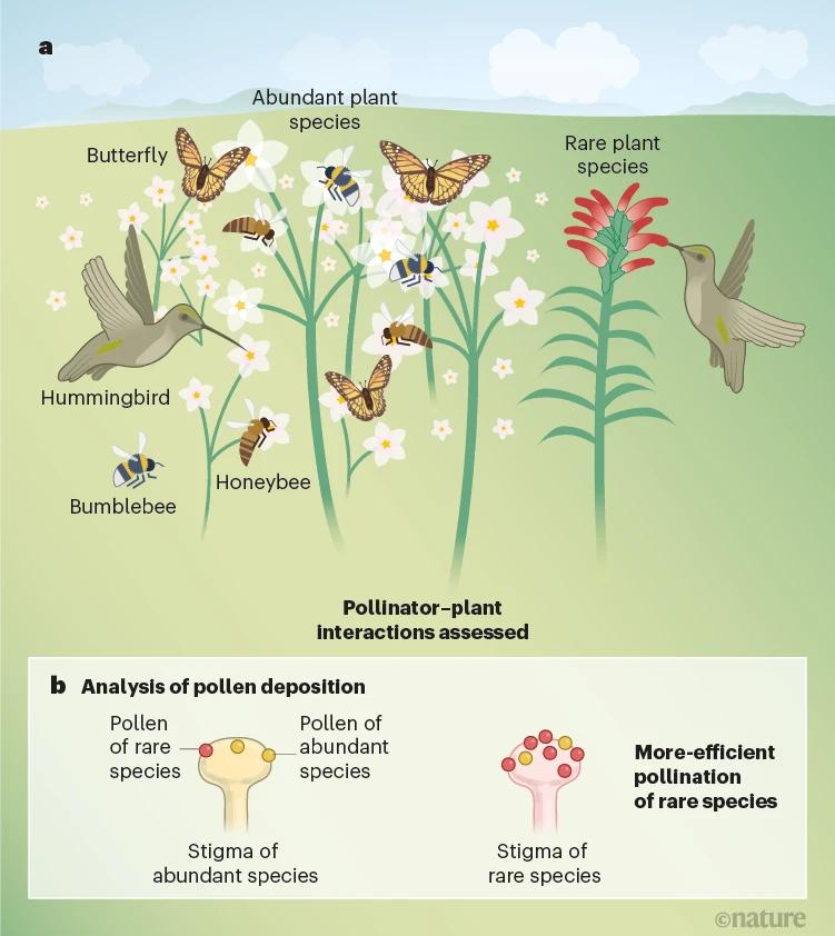 Nature: Pollination advantages of rare plants - iNEWS