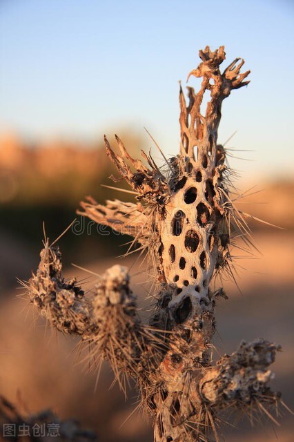 How to Save a Dry Cactus - iNEWS