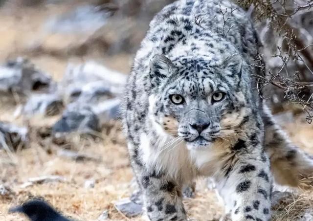 Four snow leopards appeared in Qilian Mountains, one of them was eating ...