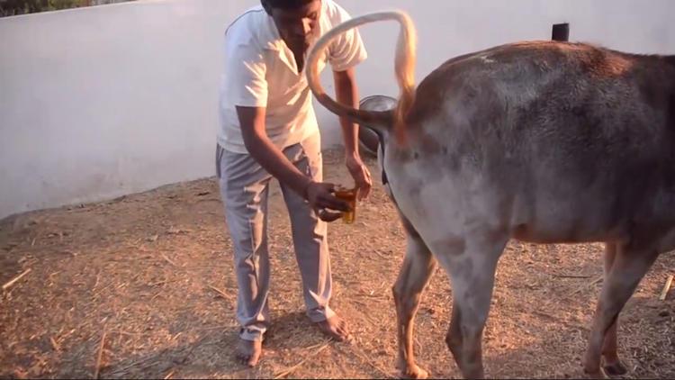 Brother is really awesome! Challenge the Indian cow urine drink, this ...