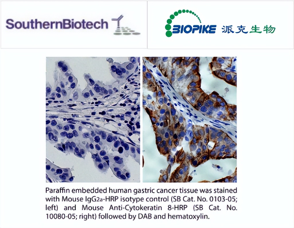 Parker Bio SouthernBiotech Mouse IgG2a UNLB Instructions - iNEWS