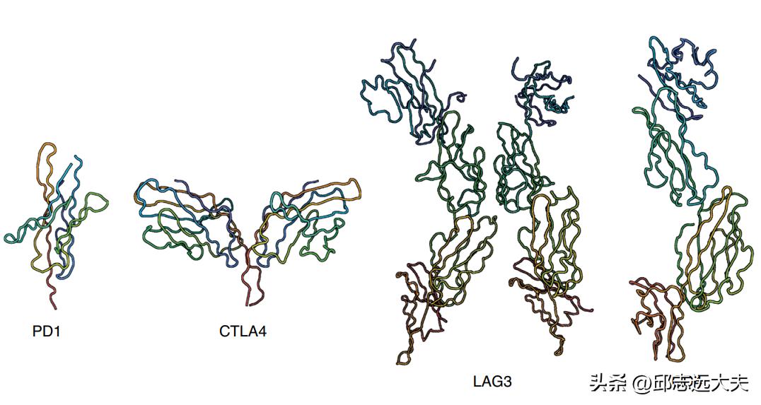 Do you really understand the molecular structure of LAG-3? - iNEWS