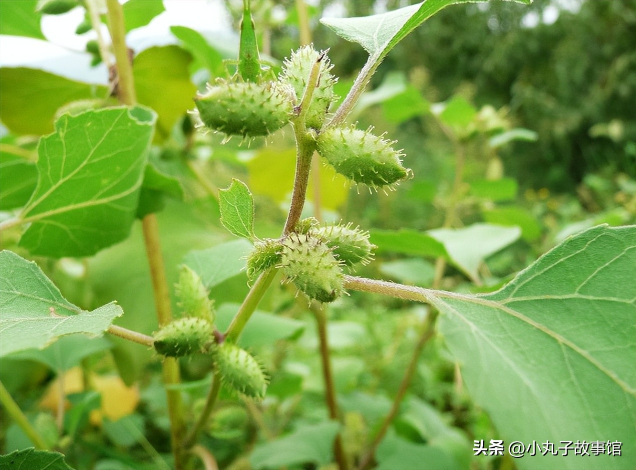 Exploring the biological characteristics and ecological applications of ...