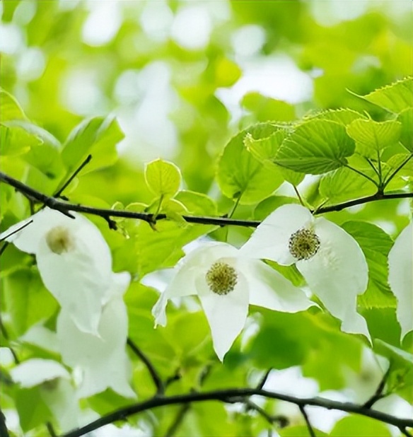 Davidia involucrata: an ancient giant tree that has been passed down ...