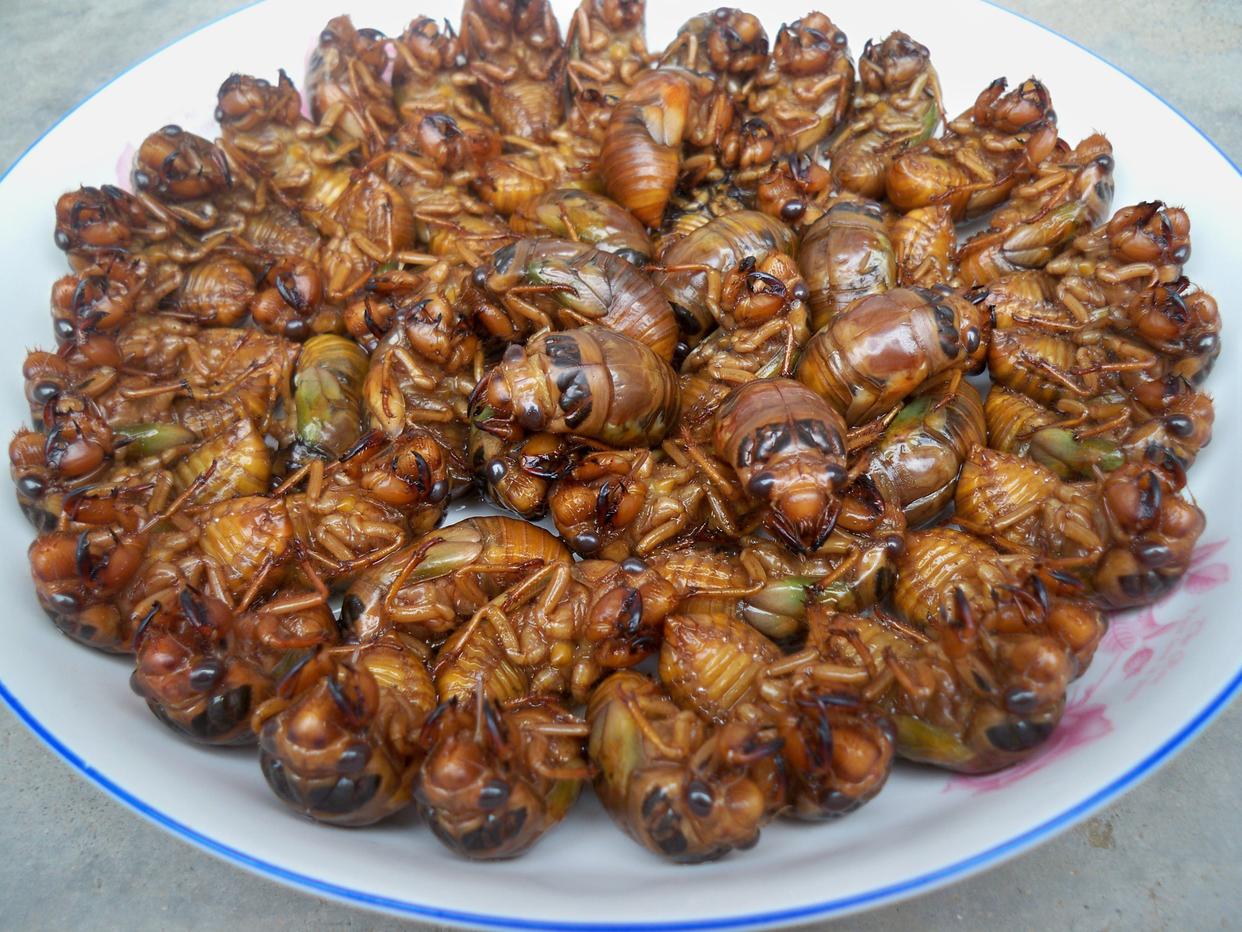 Is eating "cicada monkey" "injurious" or "healthy"? The doctor tells ...