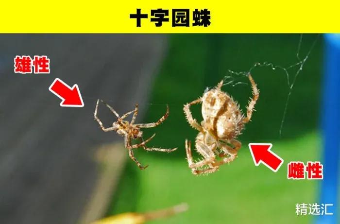 Have you ever seen an animal where the female is 100 times bigger than ...