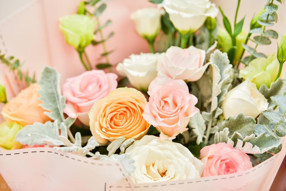 Rose healing copy/blooms with the light of love and beauty. - iNEWS