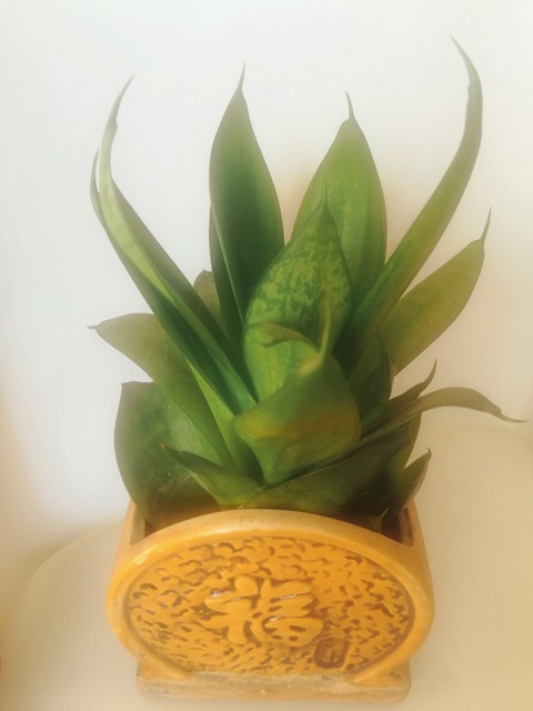 Tiger Piran: A Guide to Indoor Growing - iMedia