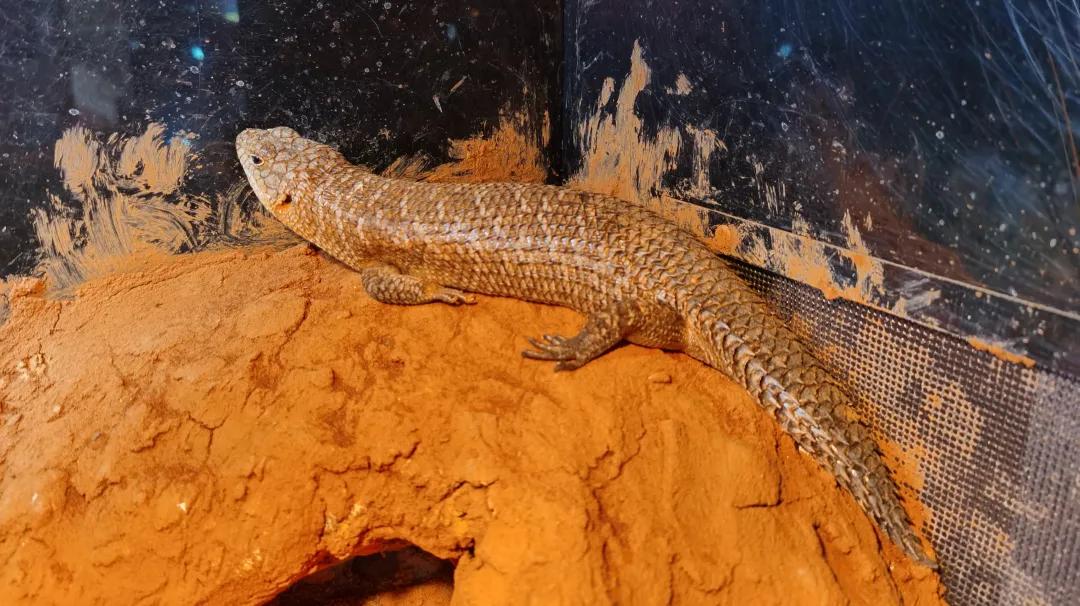 "Thorn-tailed rock lizard" strange viviparous lizard - iNEWS