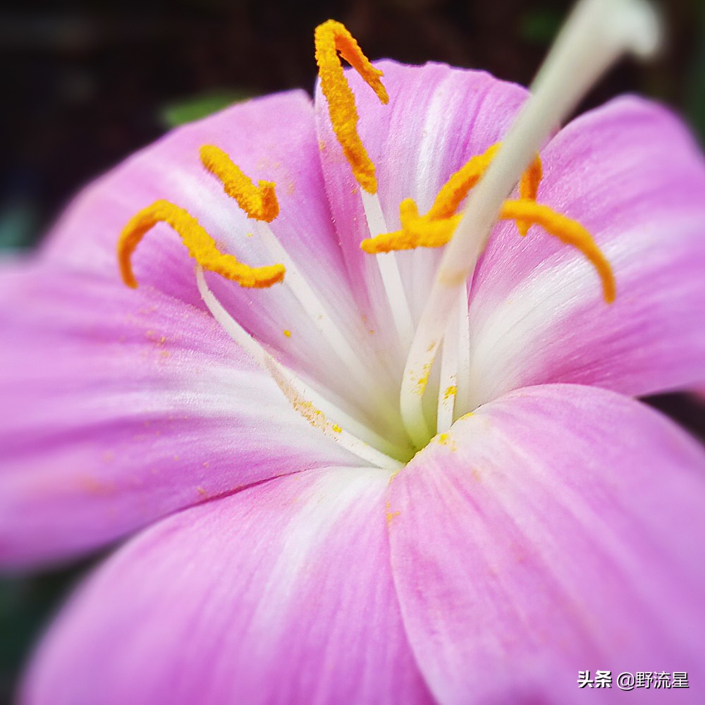 Old man machine, what kind of photos can a 600 yuan mobile phone take ...