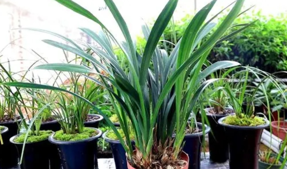 Cultivating molan in winter, do well in 4 aspects, the leaves are shiny ...