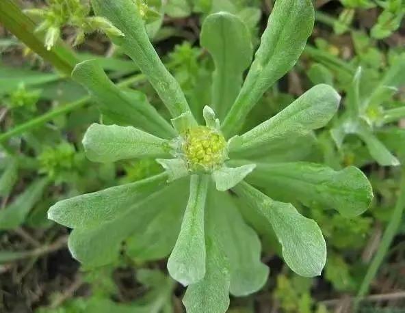 6 kinds of wild vegetables that are recognized as the best in China ...