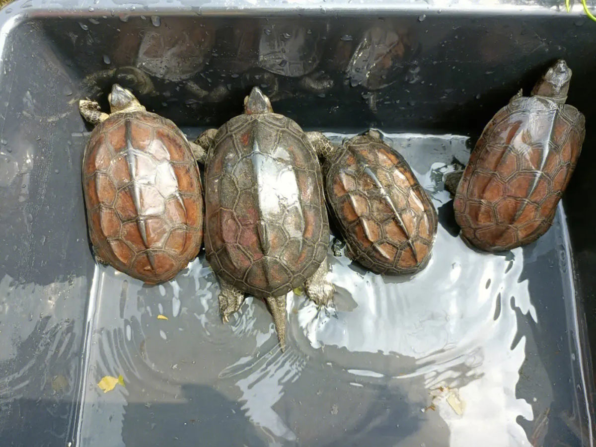 A man finds a turtle on a mountain without water, how does it survive ...