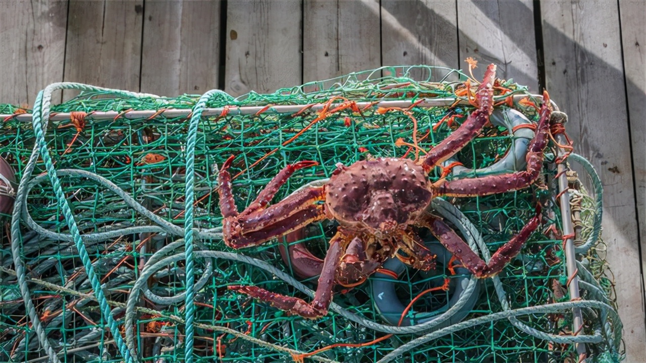 How scary are king crabs?50 million king crabs invaded strongly, and ...