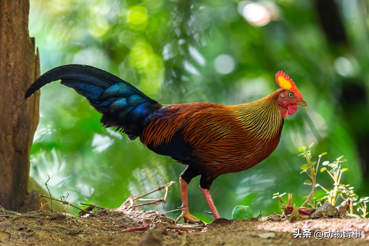 The weasel ate up all the chickens and ducks in the village, and it ...