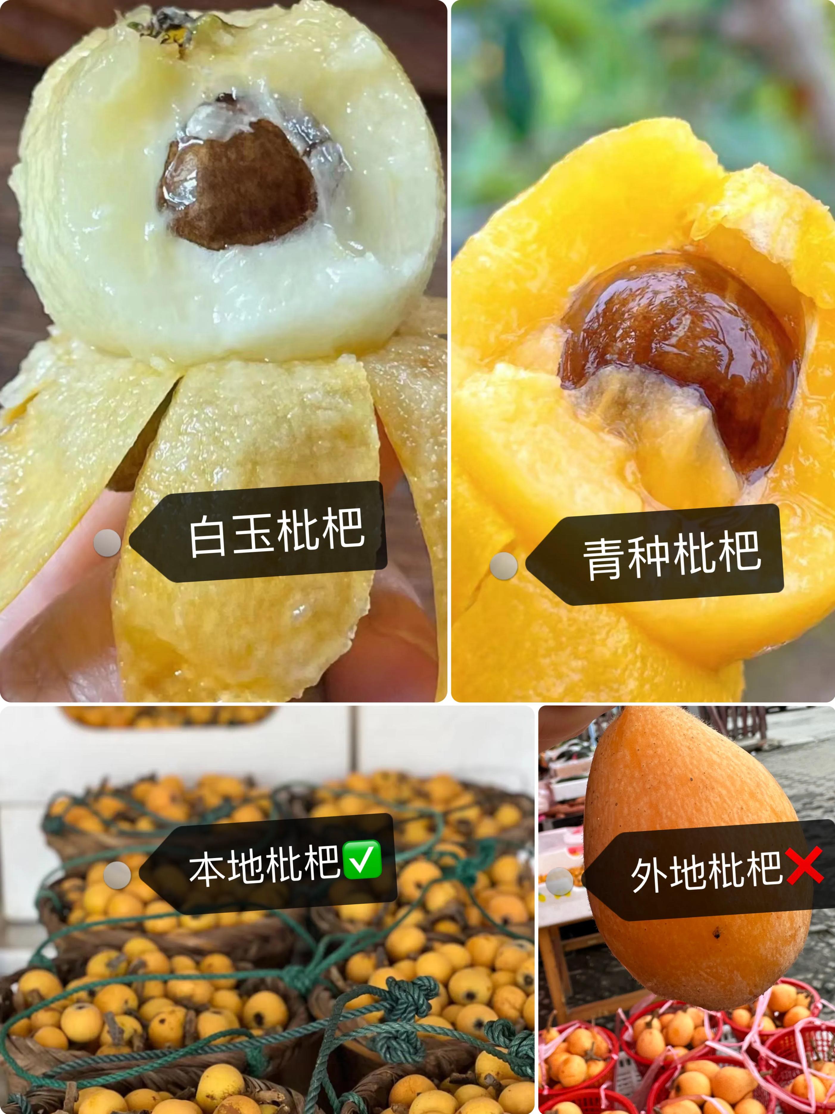 Picking loquats from the Dongxi Mountains in Suzhou and staying in a B ...